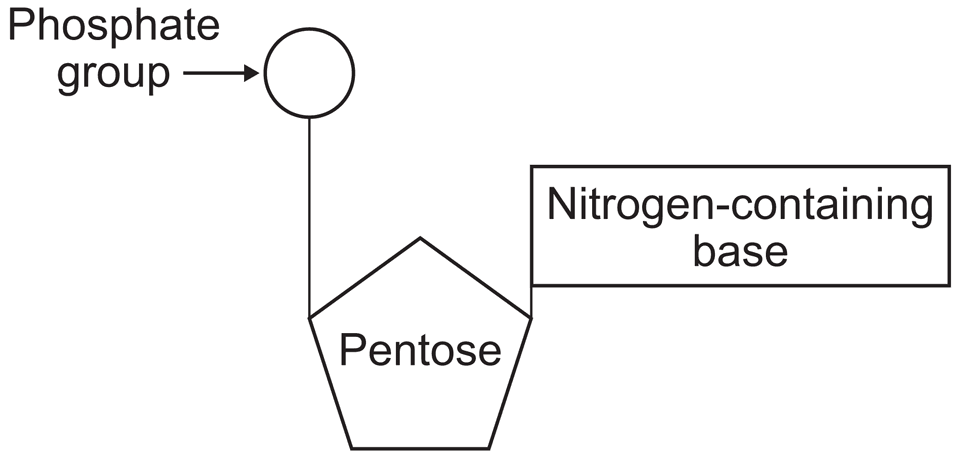 AS Level Biology 7401 | Specification | Subject Content | Biological ...